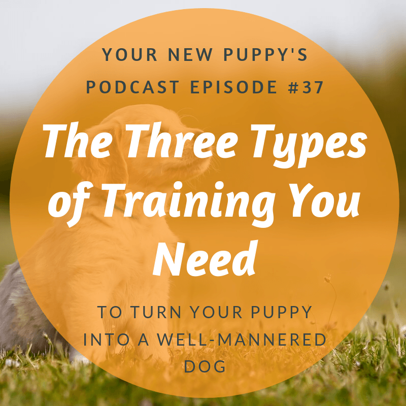 YNP #037: The Three Types of Training You Need for a Well-Mannered Dog ...