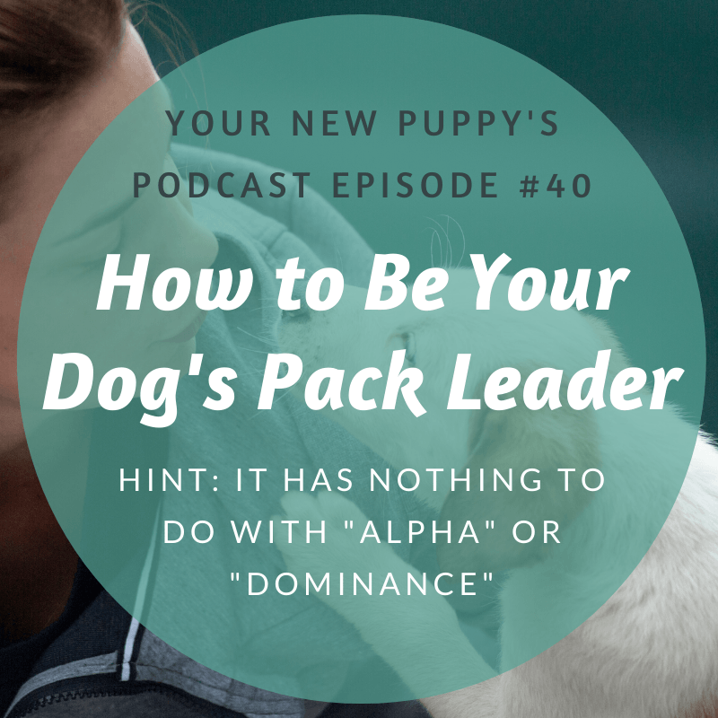 How To Be Your Dogs Pack Leader My Puppy Story