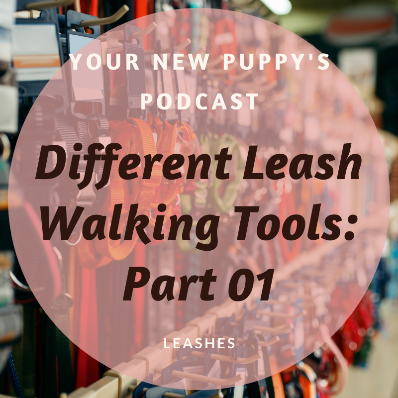 YNP #075: Different Types of Leash Walking Tools (Part 01: Leashes ...