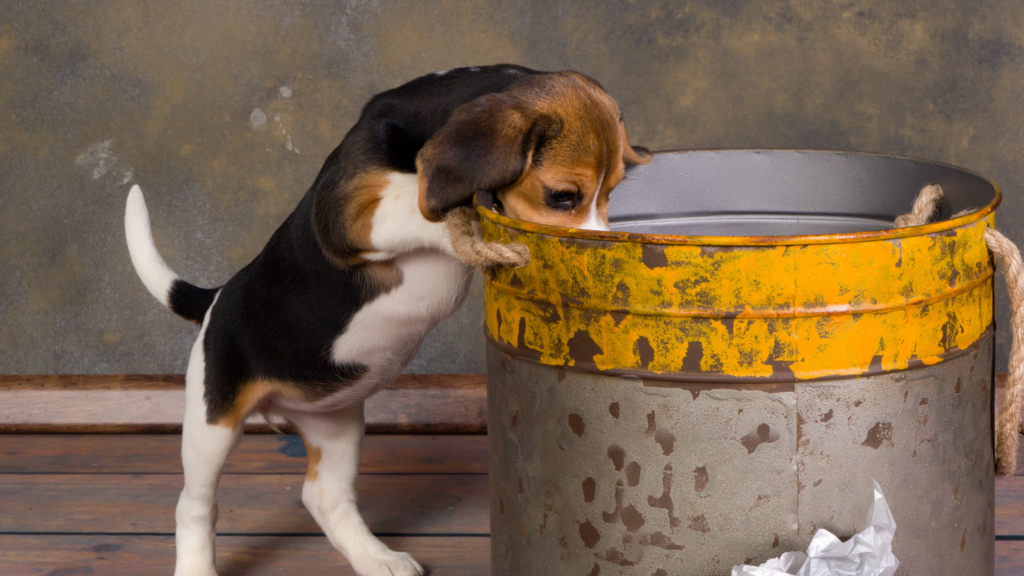 The Most Important Thing to Know About Dog Behavior - Playtime Paws